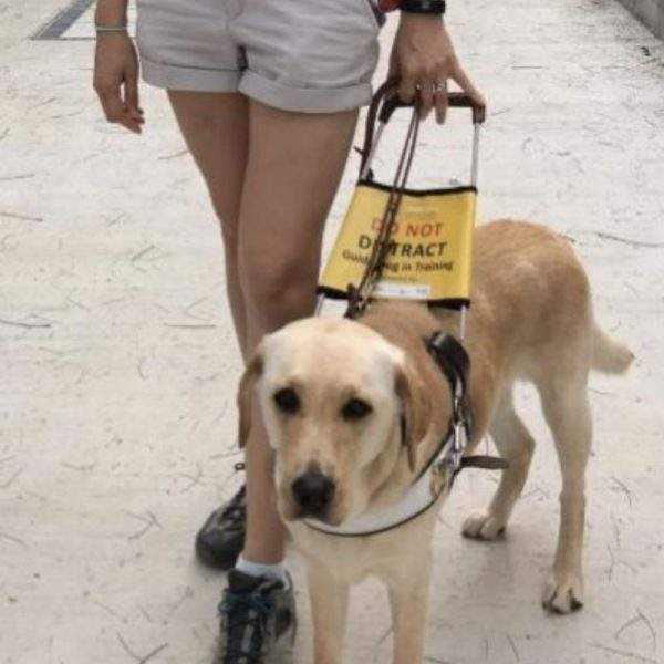 Guide Dog Programme - Guide Dogs Singapore Ltd (GDS)