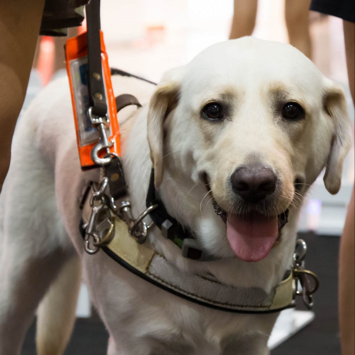 Our Guide Dogs - Guide Dogs Singapore Ltd (GDS)