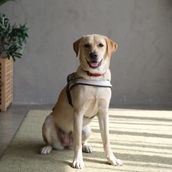 Our Guide Dogs - Guide Dogs Singapore Ltd (GDS)
